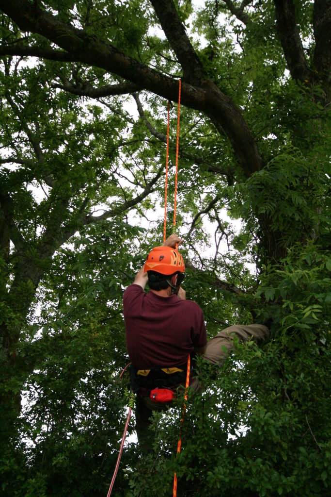 Tree Climbing Training - Clarkson and Woods